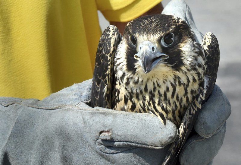 Rescued peregrine falcon returned to the wild | Local News ...