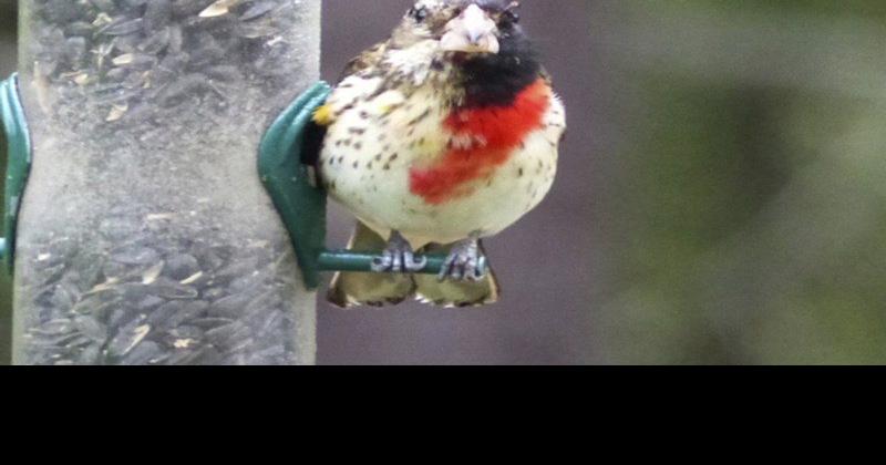 Rare 'gynandomorph' bird found in area | Local News | newburyportnews.com