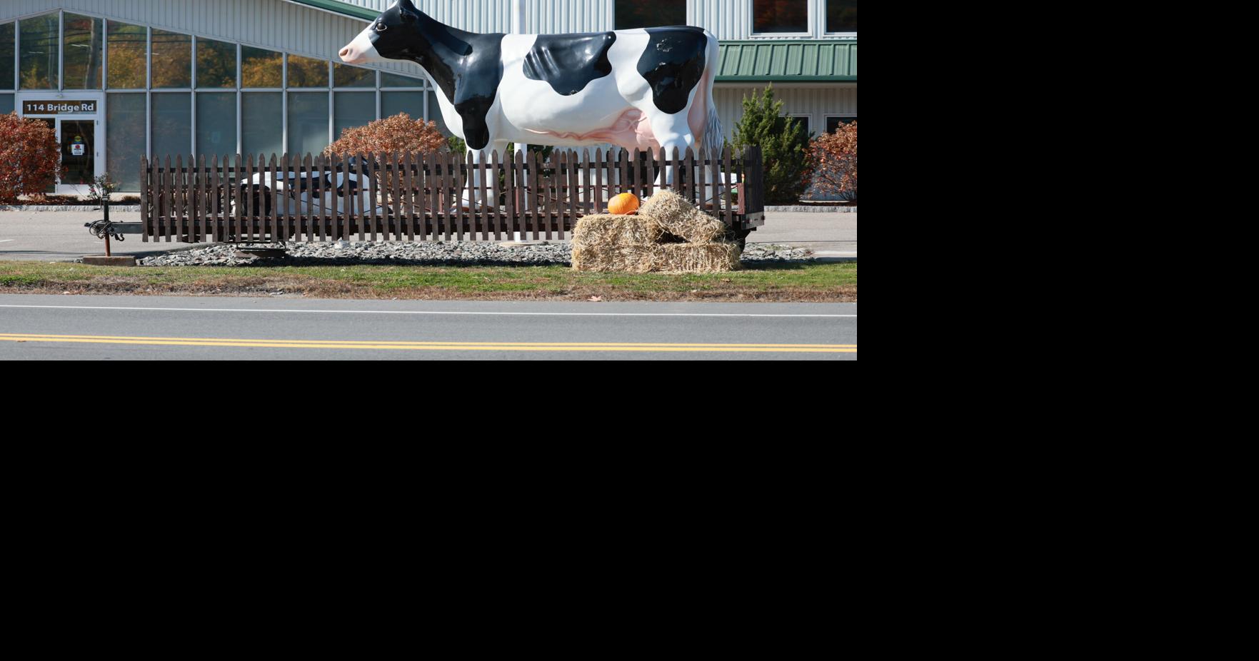 Milk it for all it's worth' - Cow statues bringing attention to ONT ...