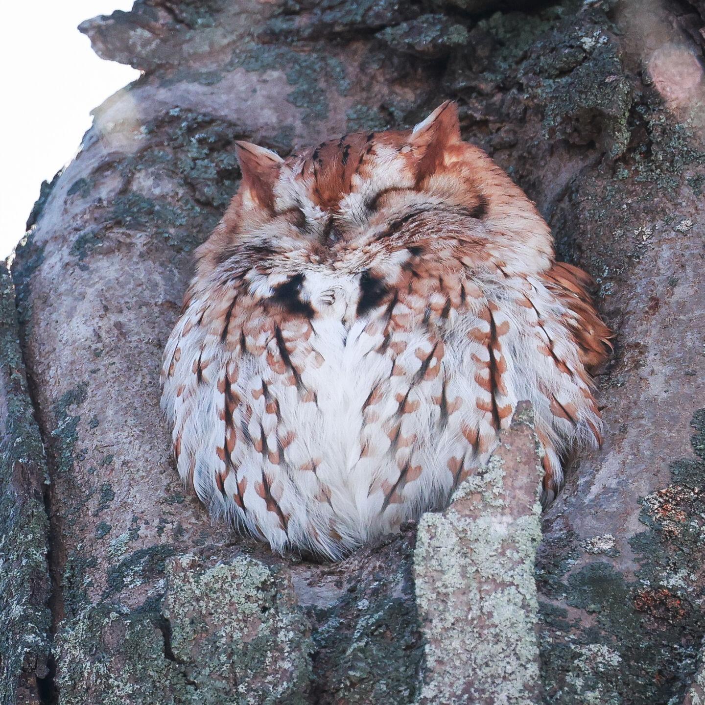 George Carr, pioneer in local ferry industry | Opinion ...