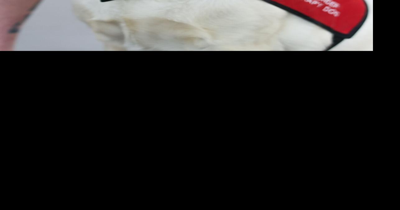 Furry therapy: Local pup helps first responders and others | Local News ...