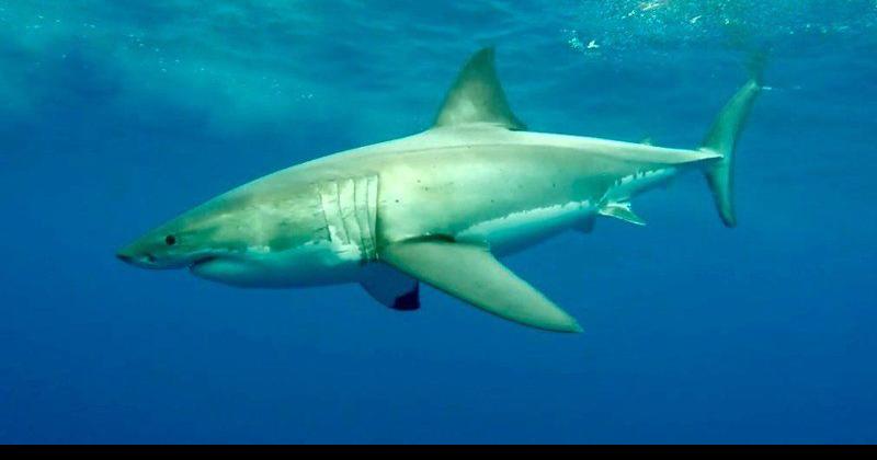 Sargent's view: On seals, sharks and the ocean hierarchy | Columns ...