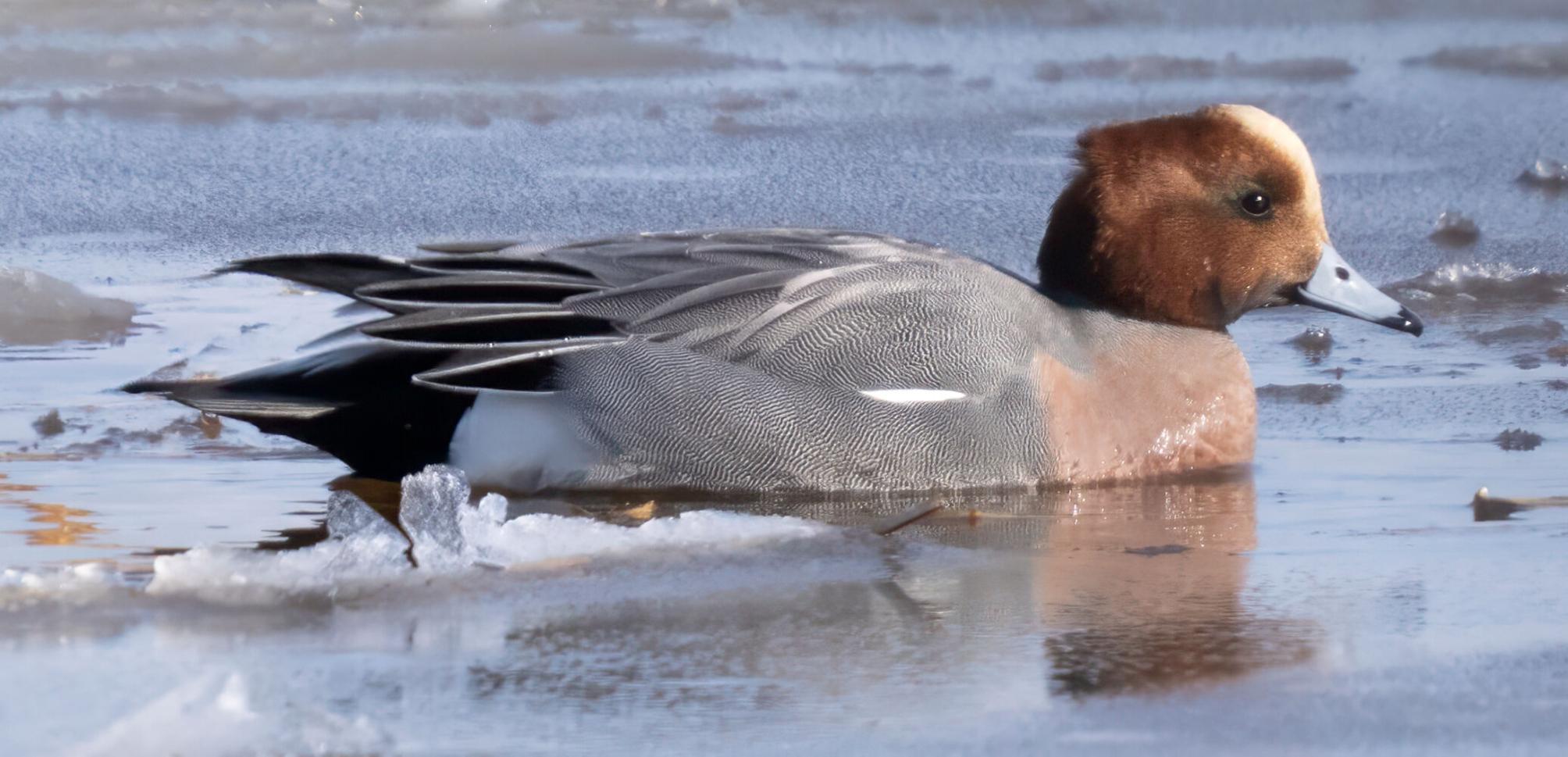 Eurasian widgeon | Photos | newburyportnews.com
