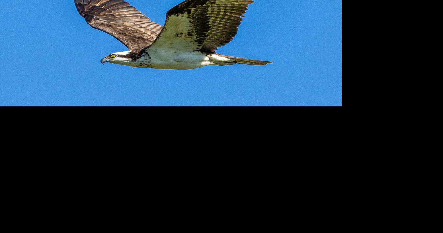 Osprey population shows continued growth north of Boston | Regional ...