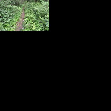 Nature walk set for Saturday on Little River Trail System | Local News ...