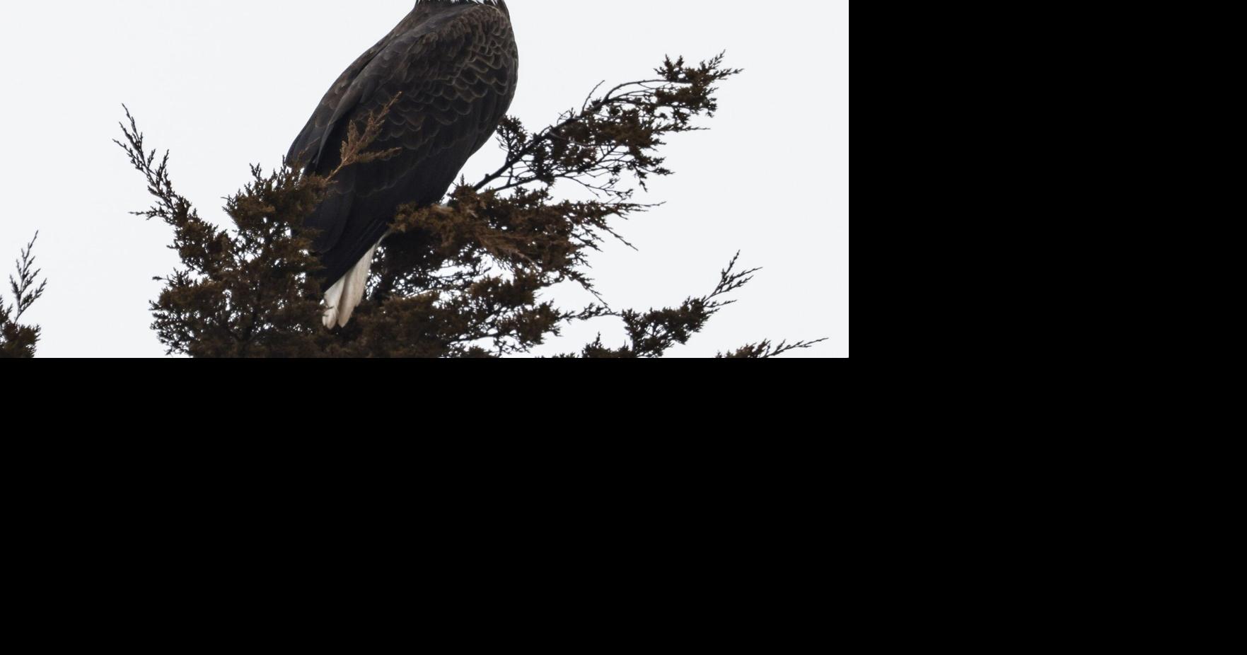 Swooping back in: Merrimack River Eagle Festival returns this weekend ...
