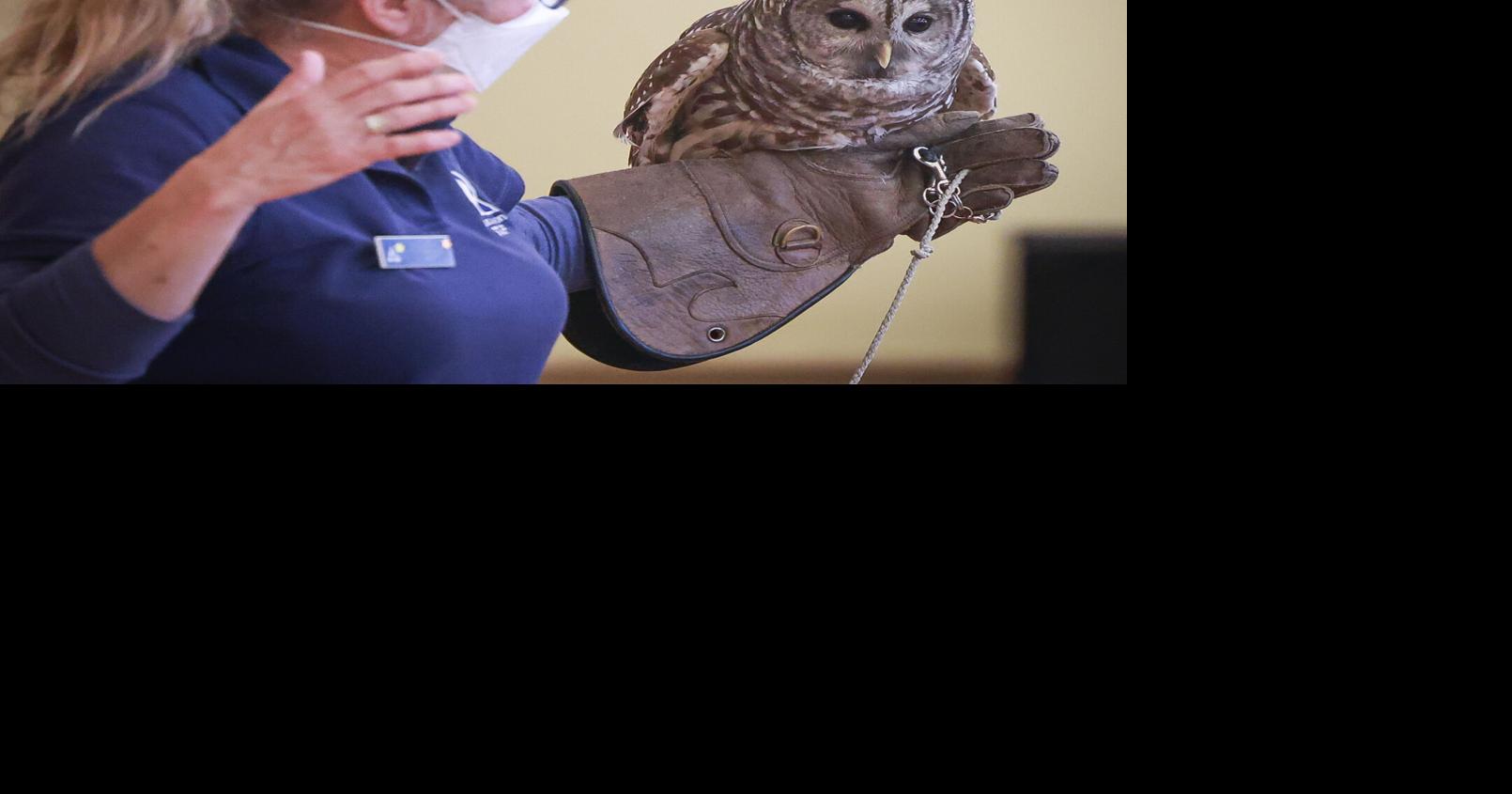 Who gives a hoot? | Photos | newburyportnews.com