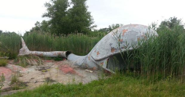 Tilly the whale on the move Wednesday | Local News | newburyportnews.com