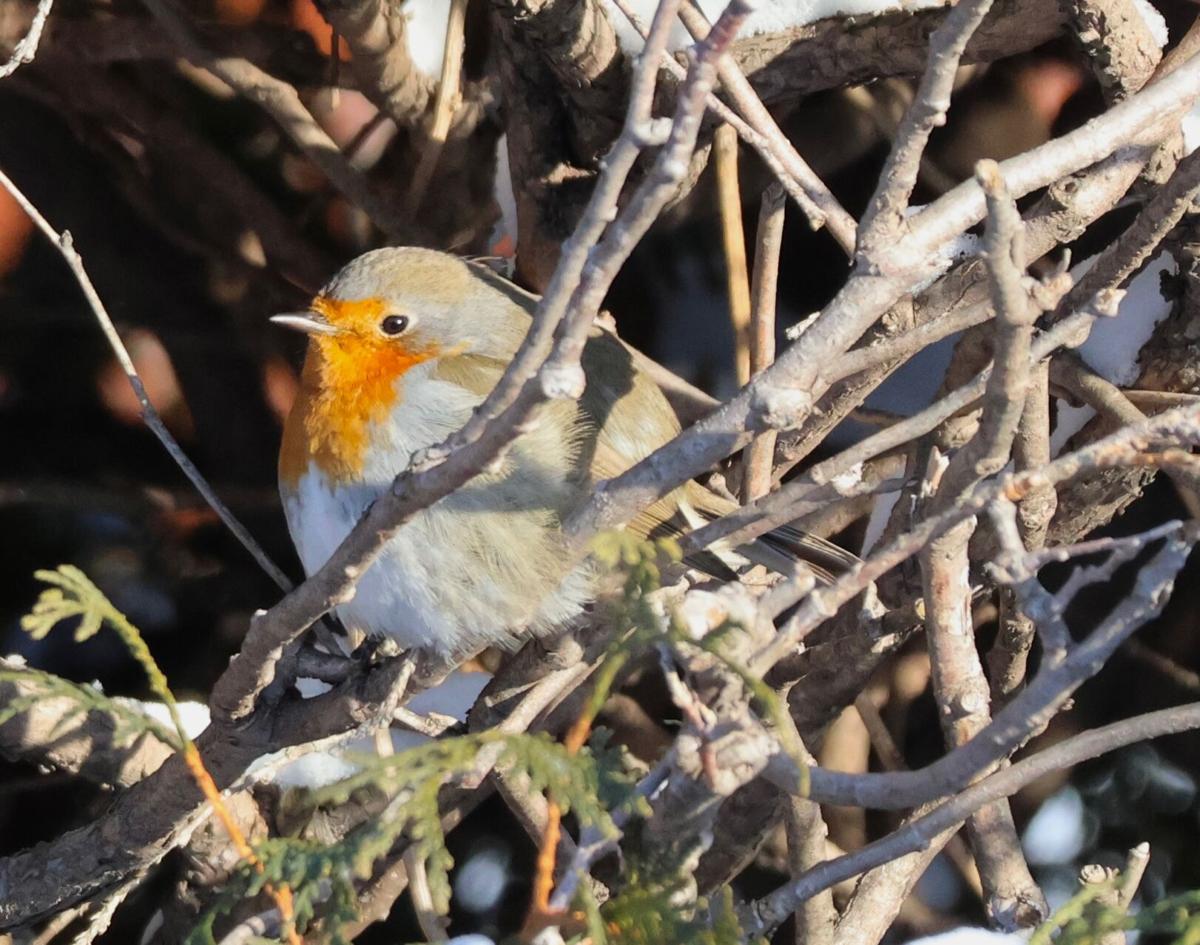 Words on Birds: A 12-hour drive for a 20-minute bird | Local News ...