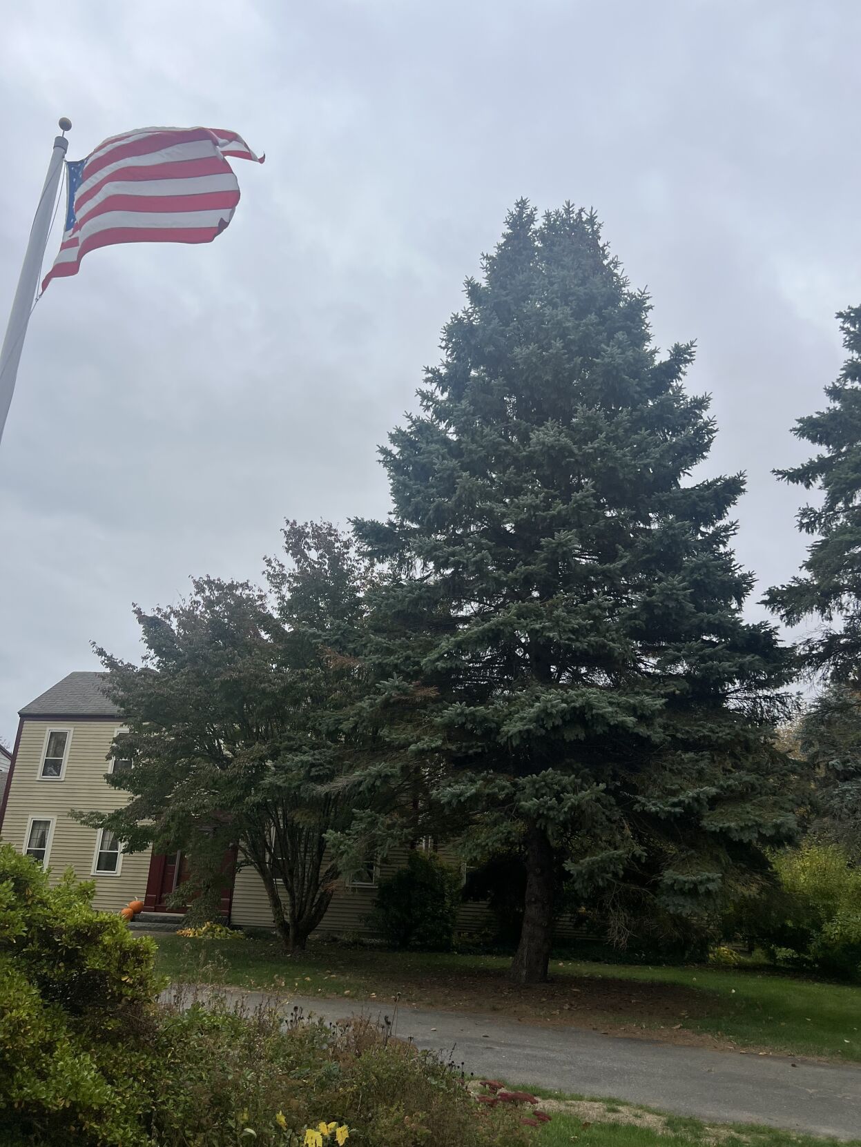 Newbury couple donates Port Christmas tree | Local News ...