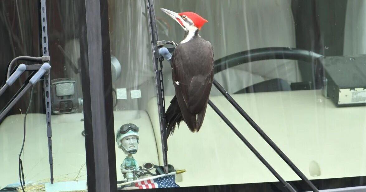 Woodpecker shattering car mirrors this mating season | Regional News ...