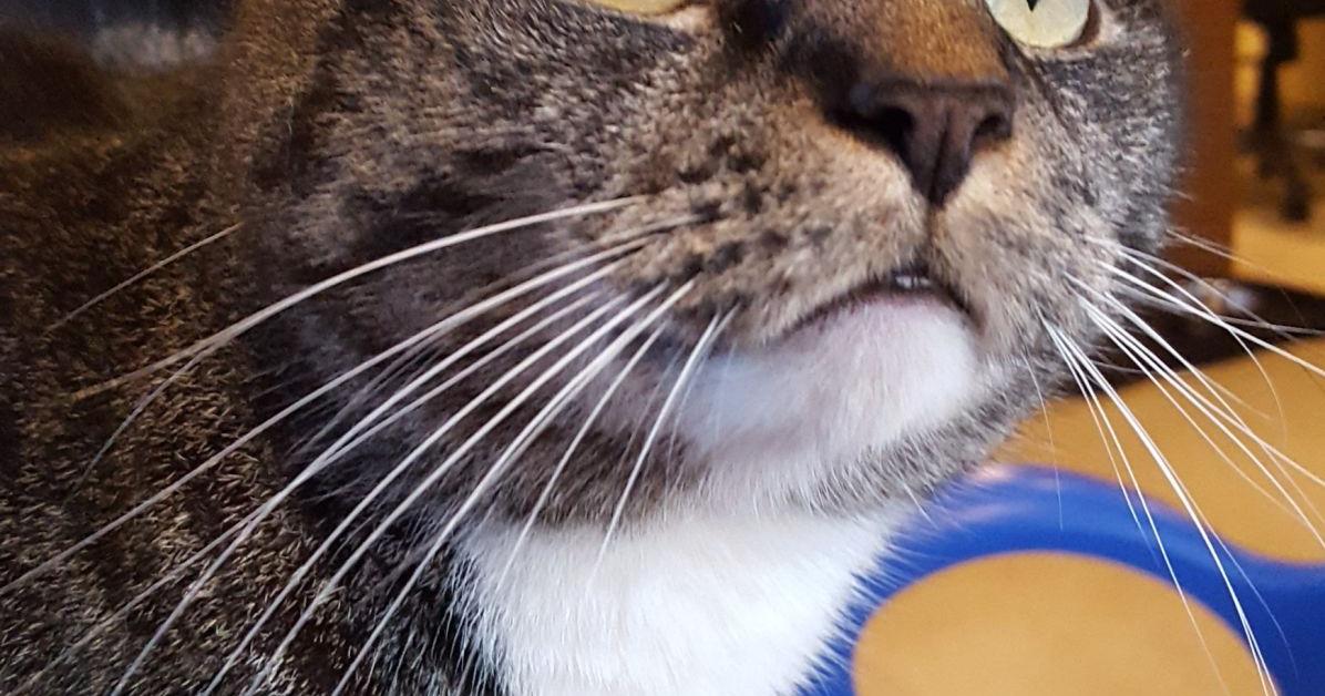 Thatcher is Cat of the Week | Local News | newburyportnews.com