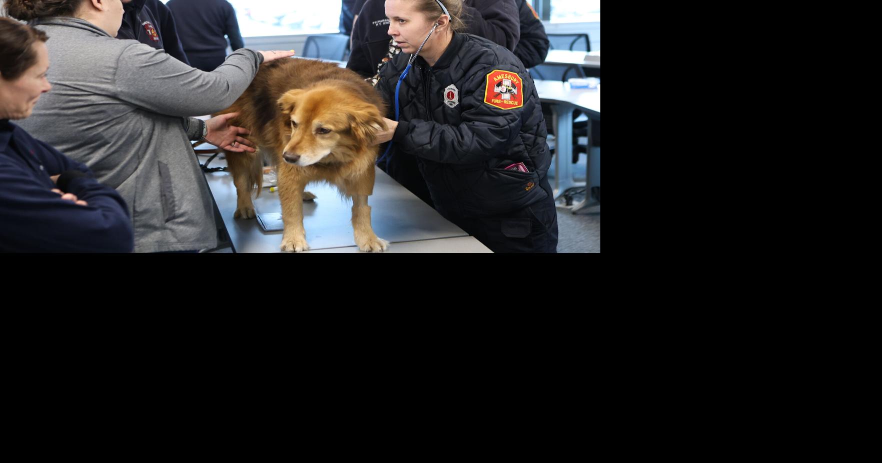 Protecting first responder dogs | Local News | newburyportnews.com