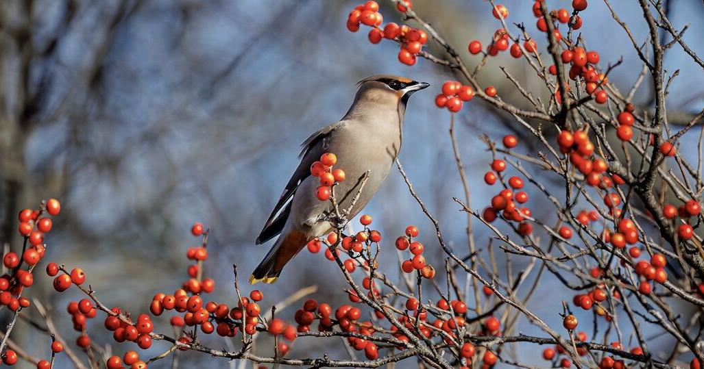 First Religious Society featuring bird lecture | Local News ...