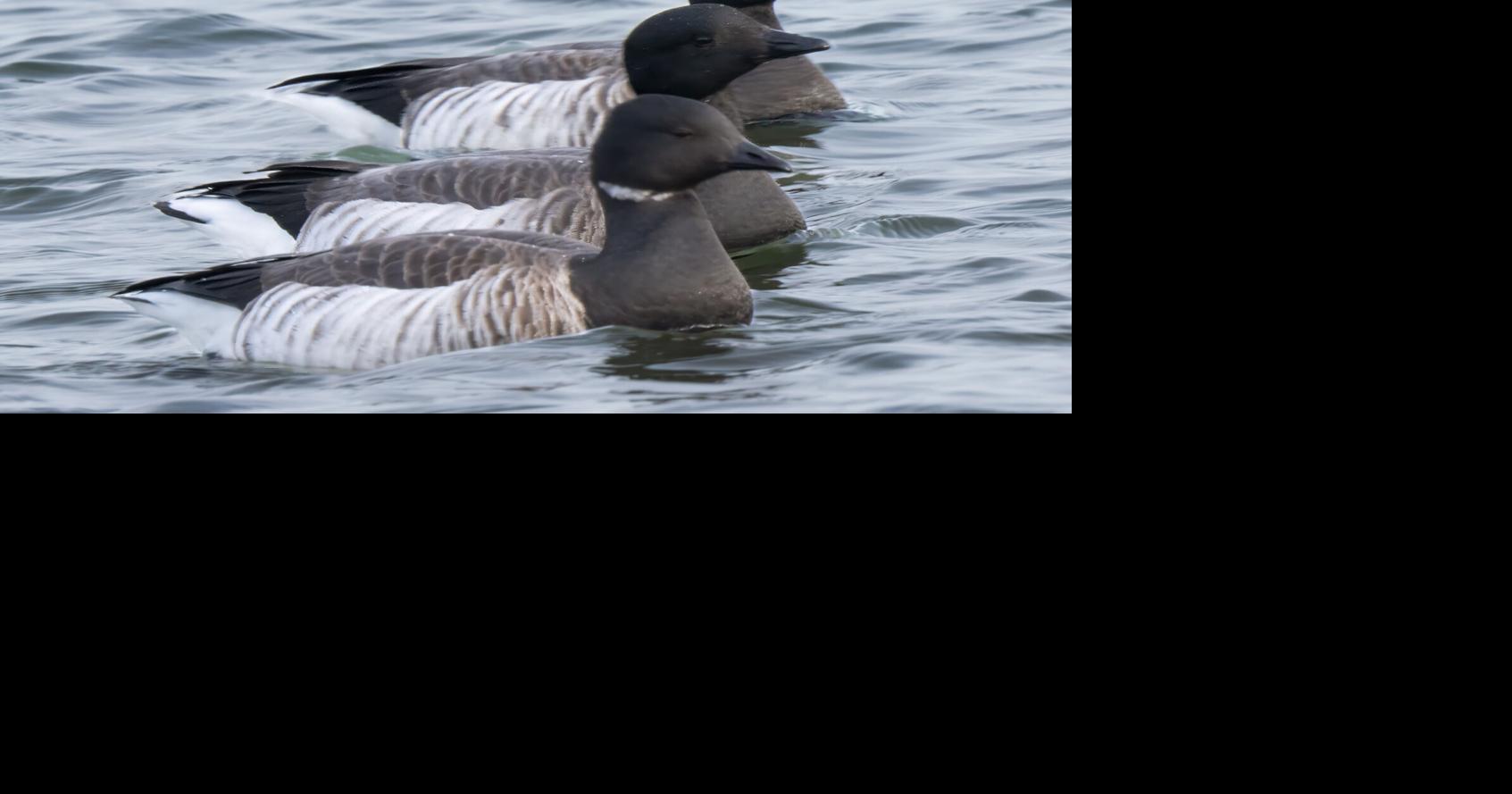 Bird Watch: Sightings from Greater Newburyport and beyond | Local News ...