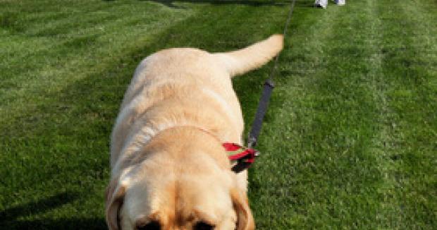 Port dogs may have their day | Local News | newburyportnews.com