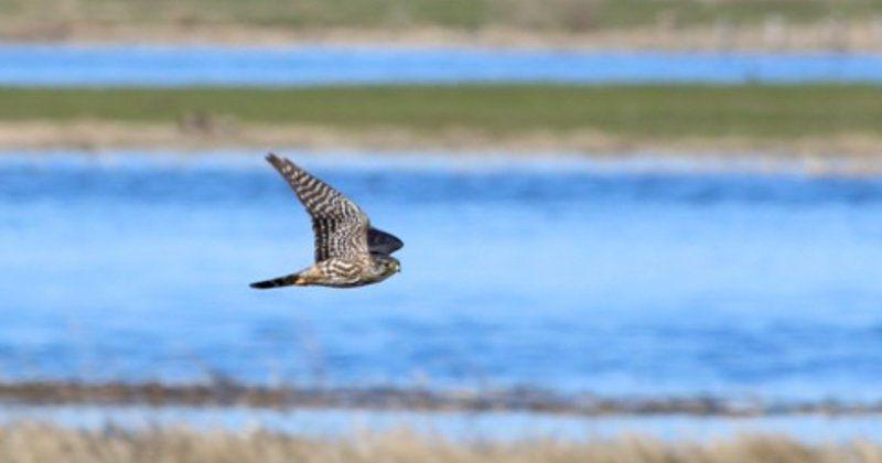 Hawk Watch founder speaks at refuge Thursday | Local News ...