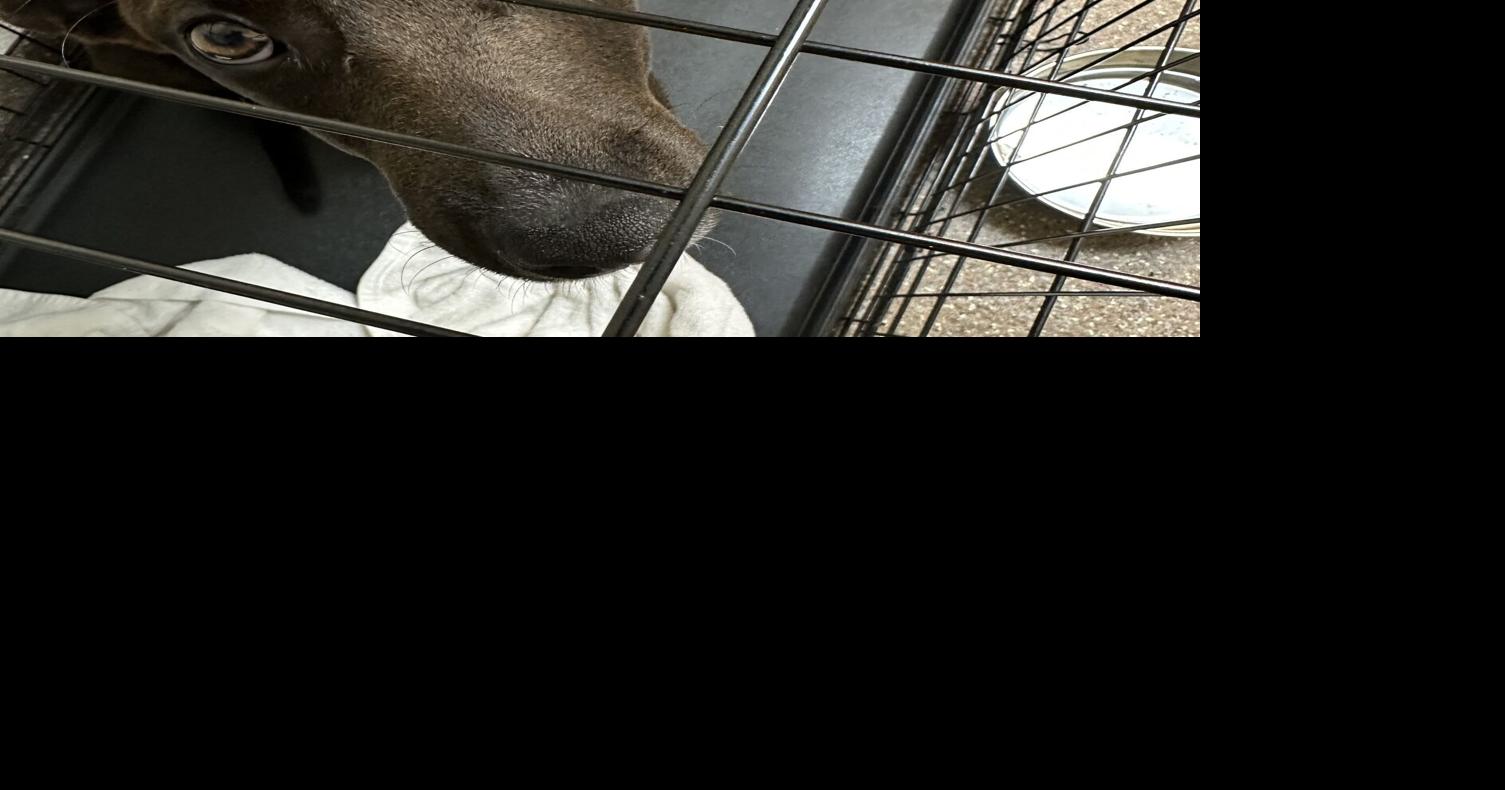 Storm-displaced pets coming to Salem shelter | News | newburyportnews.com
