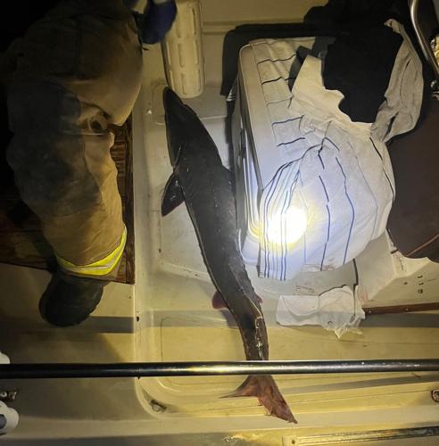 Salisbury woman injured by airborne sturgeon | Local News ...