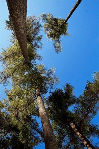 Sargent's view: Country lawyers and the 'Pine Tree Riot' | Columns ...