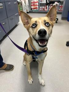 MSPCA waiving dog adoption fees this weekend | Regional News ...