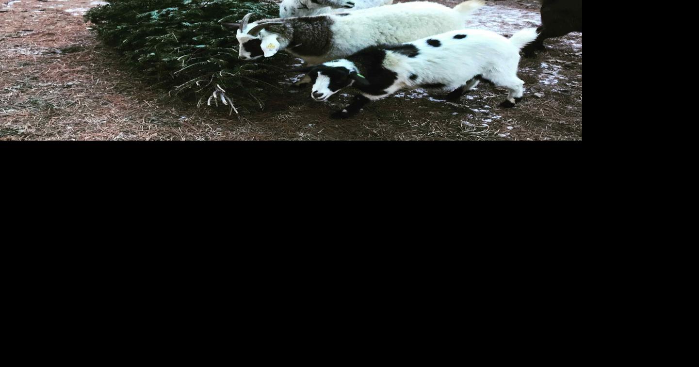No kidding, goats want to eat your Christmas trees | Local News ...