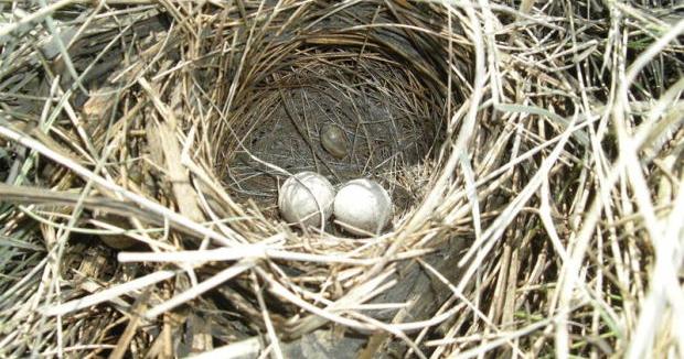 Great Marsh sparrows a harbinger for things to come | Local News ...