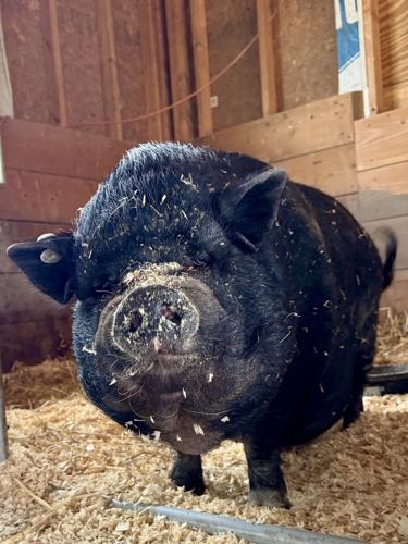 MSPCA-Angell hosts farm animal adoption open house | Regional News ...