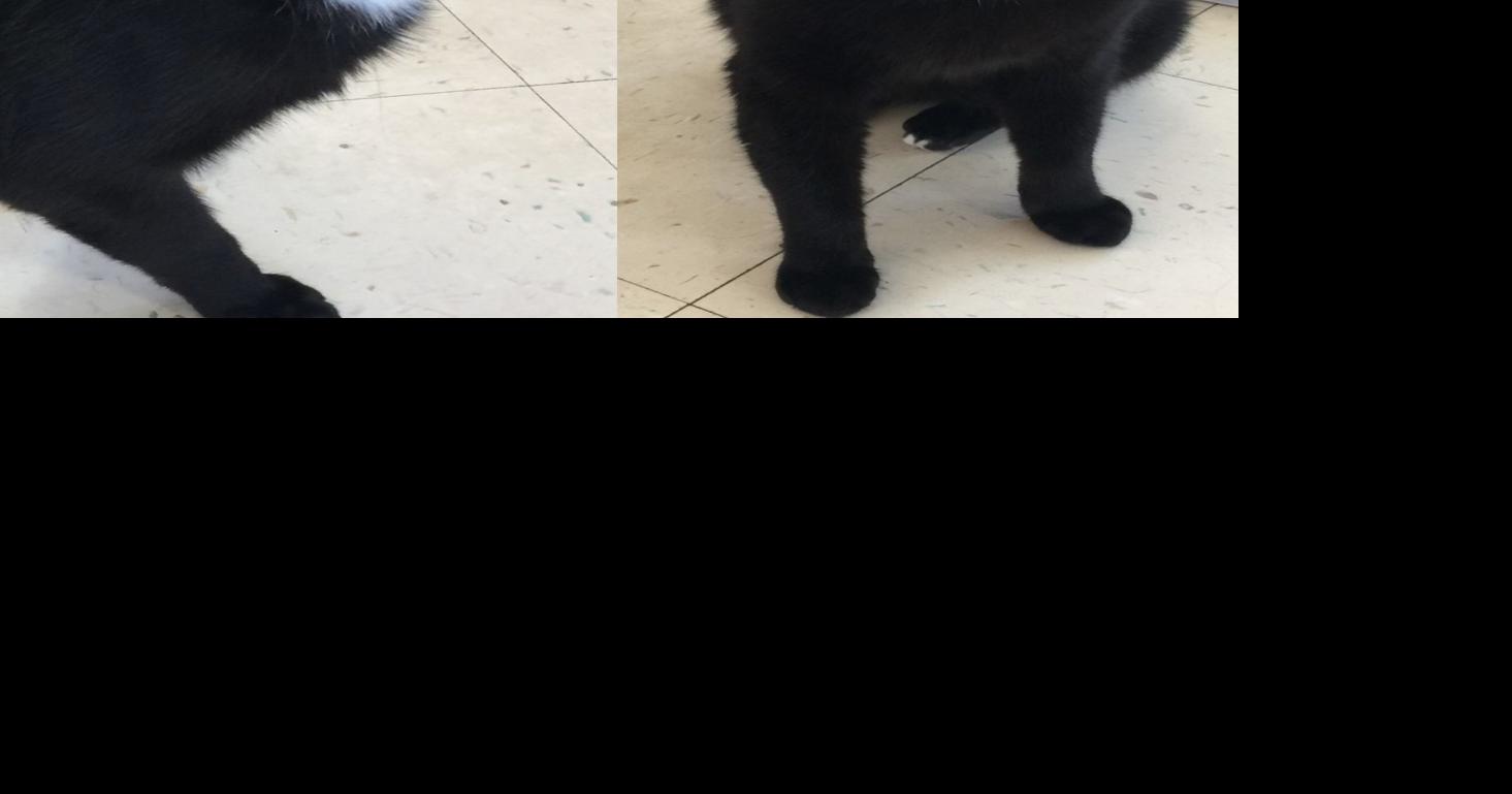 Fieldfare and Jackdaw: Cats of the Week | Local News | newburyportnews.com