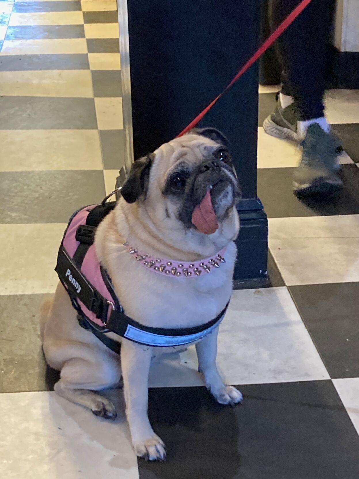 Tongue lashing | Photos | newburyportnews.com