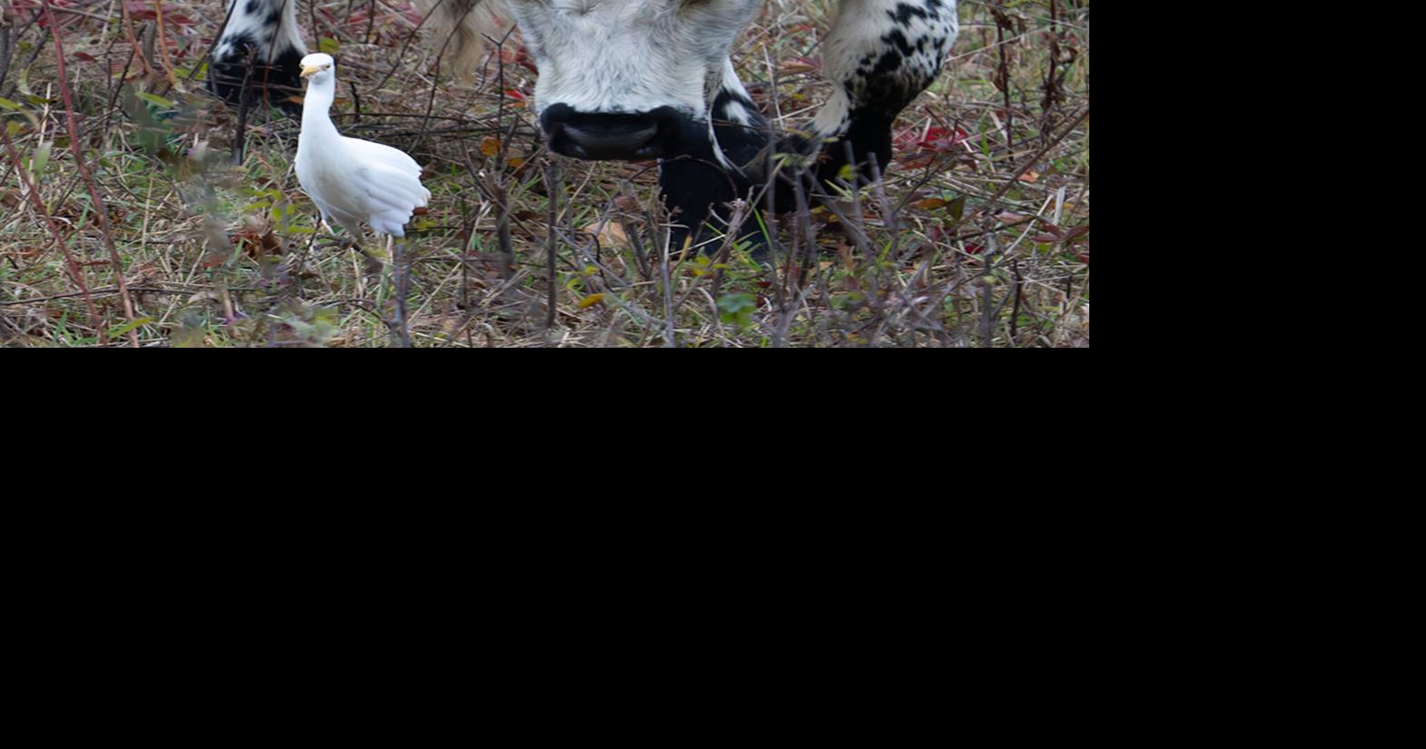 Got your back | Photos | newburyportnews.com