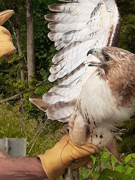 Injured hawk rescued in Newbury, will be released after rehabilitation ...