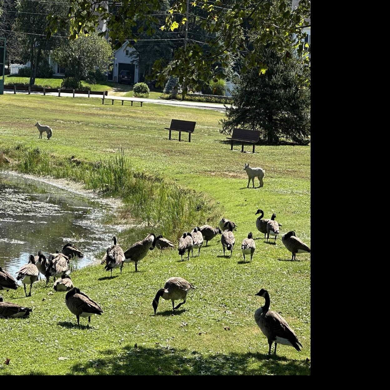 Local fire departments help extinguish NH brush fire | Local News ...
