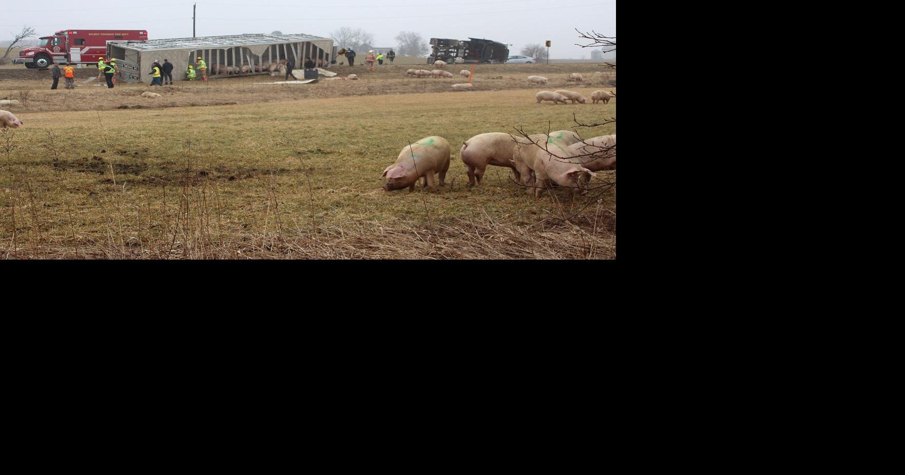 Pigs injured after truck flips near New Hamburg