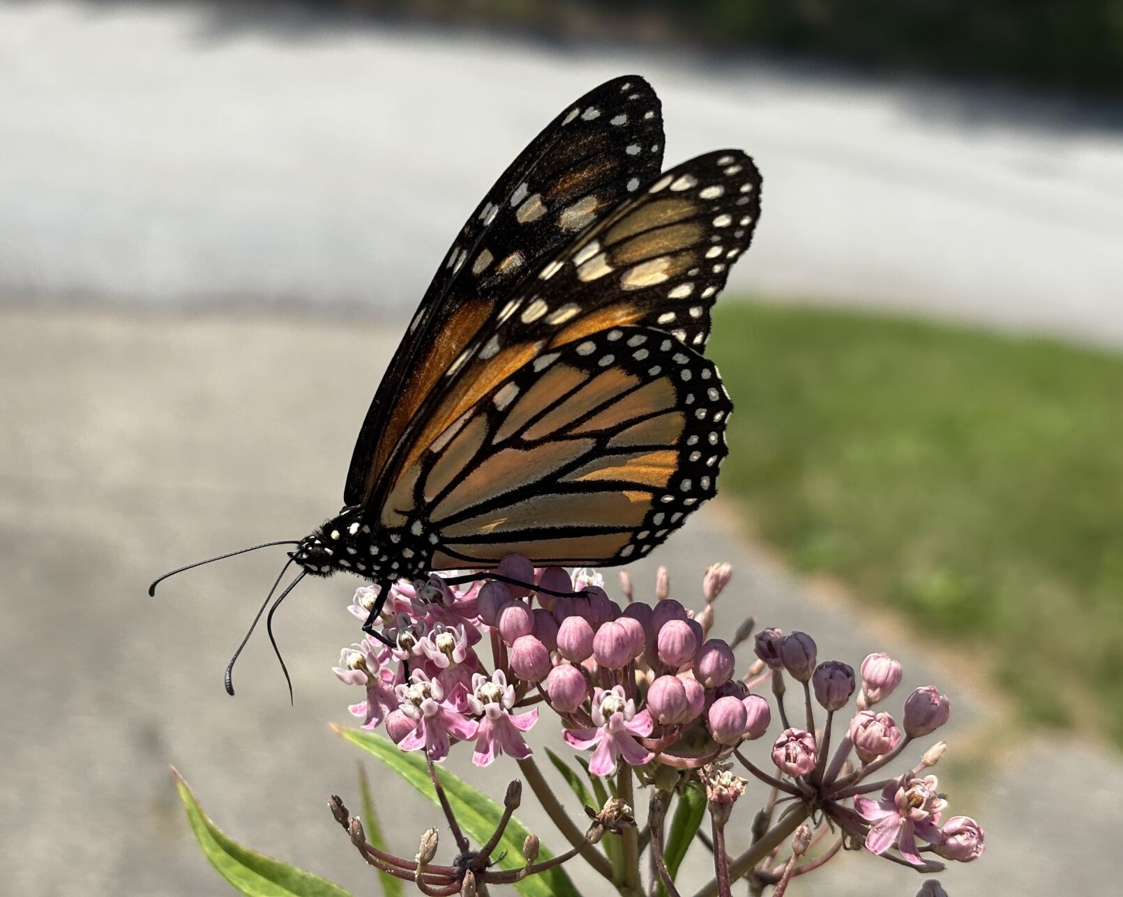 Madison Environmental Commission to give away native pollinator seeds ...