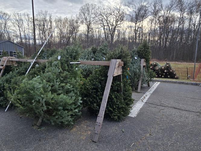 Chatham Christmas tree farms up, running, and ready for the season ...