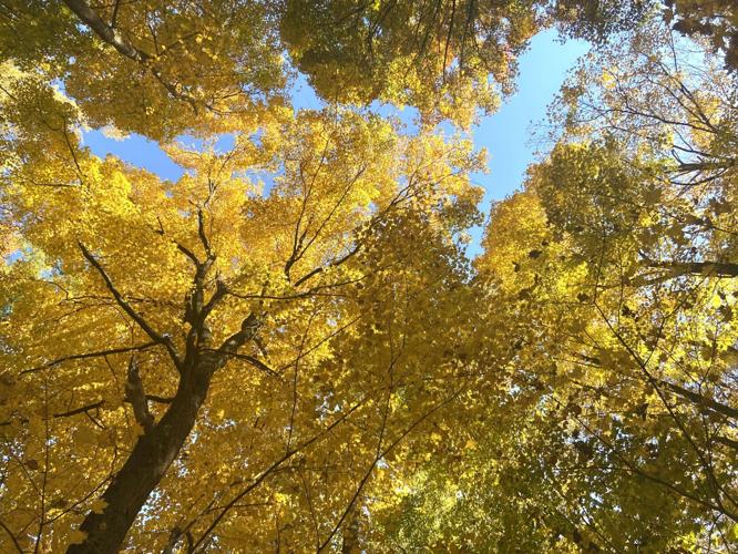 Drew Forest purchase to preserve a home for water and wildlife | News ...