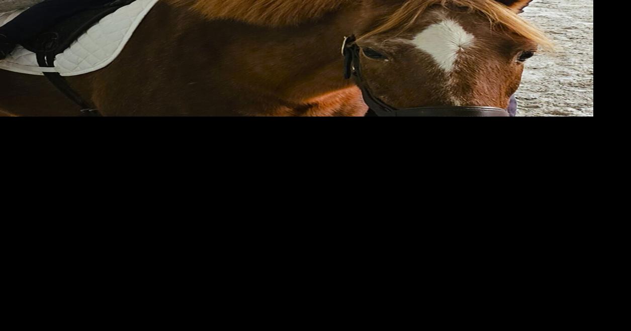 Mane Stream equine therapy too host Spring Open House on Saturday ...