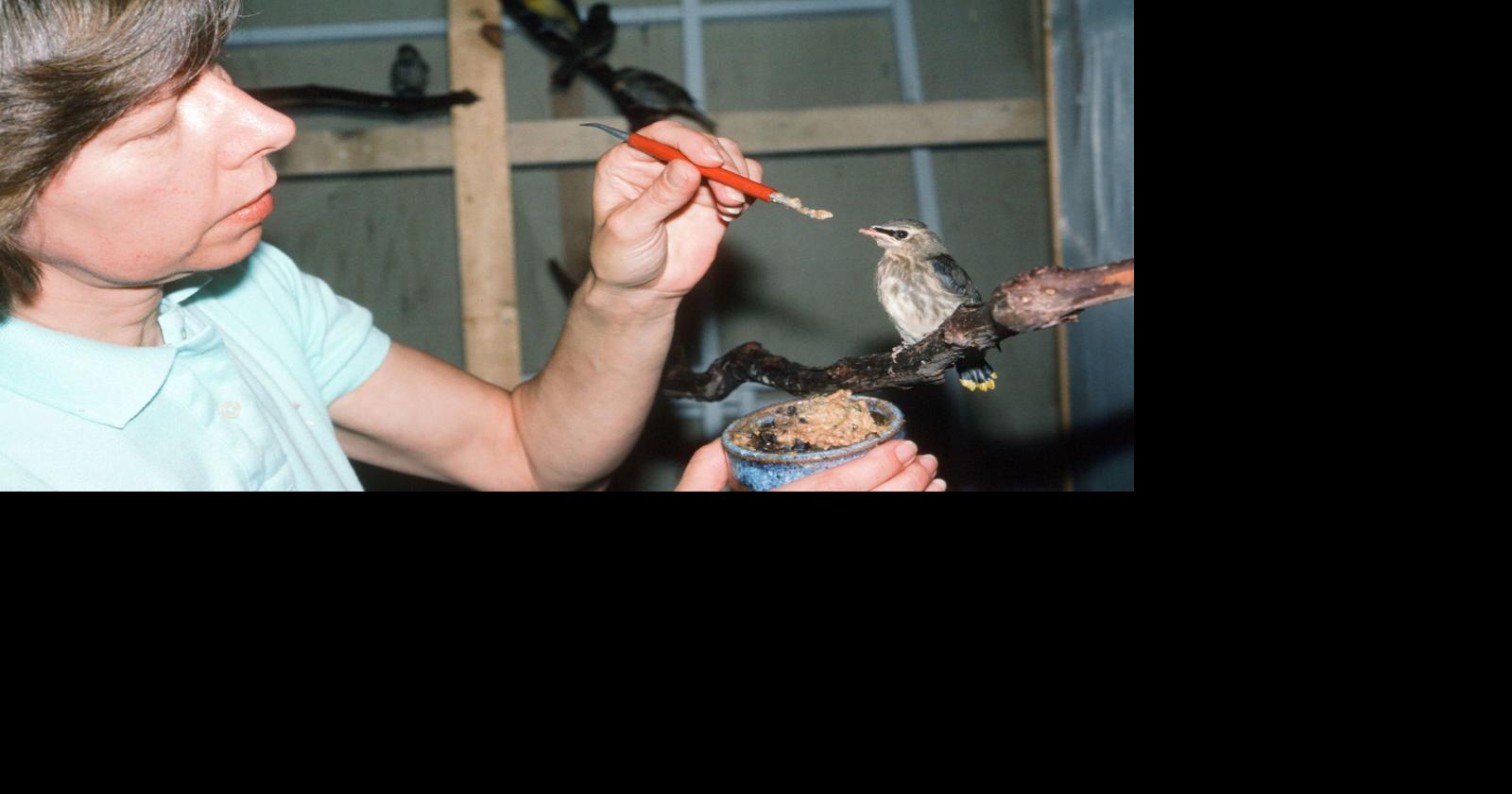 Raptor Trust co-founder Diane Soucy honored with Legacy Award | Echoes ...