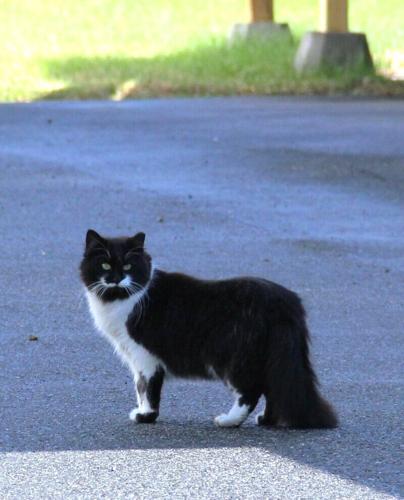 Feral cats on Franklin Street main subject of Morris Plains Board of ...