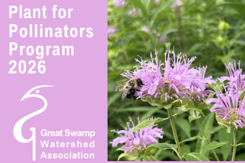 Great Swamp’s Plant for Pollinators program underway | News ...