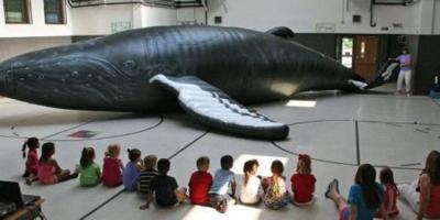 Giant inflatable humpback whale to visit Madison Library July 6 | News ...