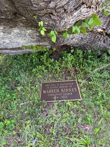 It's the end of an era as historic, aged tree falls in Harding | News ...