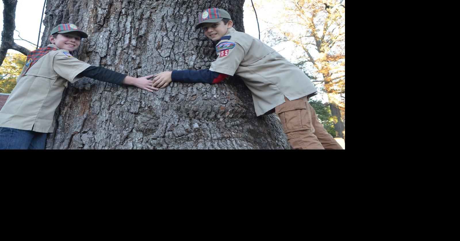 Documentary, art project to pay tribute to historic oak tree in Basking ...