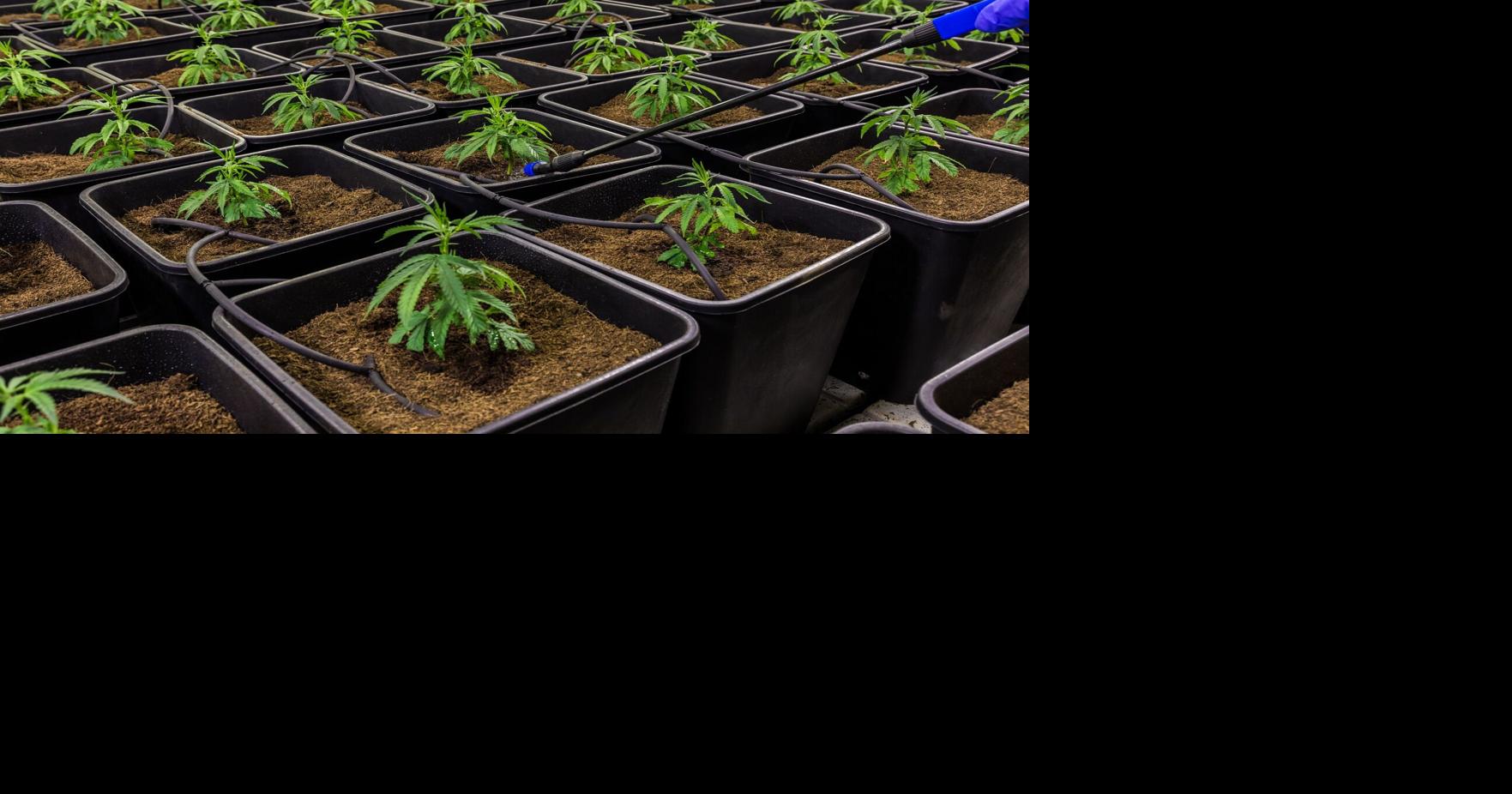 Proposals for cannabis retailer sought by township administration ...