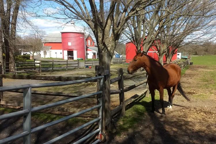 Future of Lord Stirling Stable still unclear | News | newjerseyhills.com