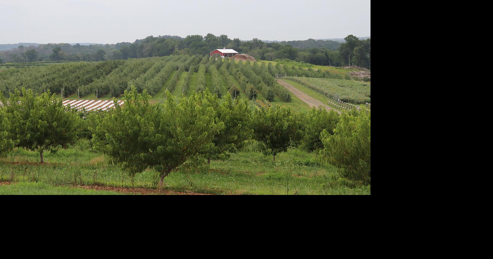 Chester's Alstede Farms to host Farm-To-Table Apple Breakfast on Sept ...