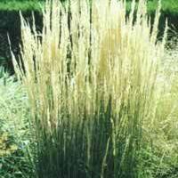 GARDENING IN THE GARDEN STATE: Ornamental grasses: deer resistant and ...
