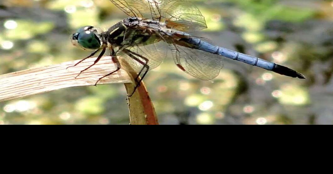 Dragonflies are not just any ordinary insect | Echoes Sentinel News ...