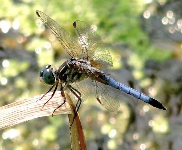 Dragonflies are not just any ordinary insect | News | newjerseyhills.com